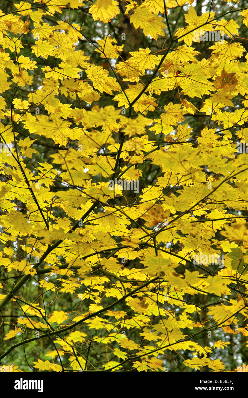 The spreading branches and leaves of a vine maple tree in Autumn Stock ...
