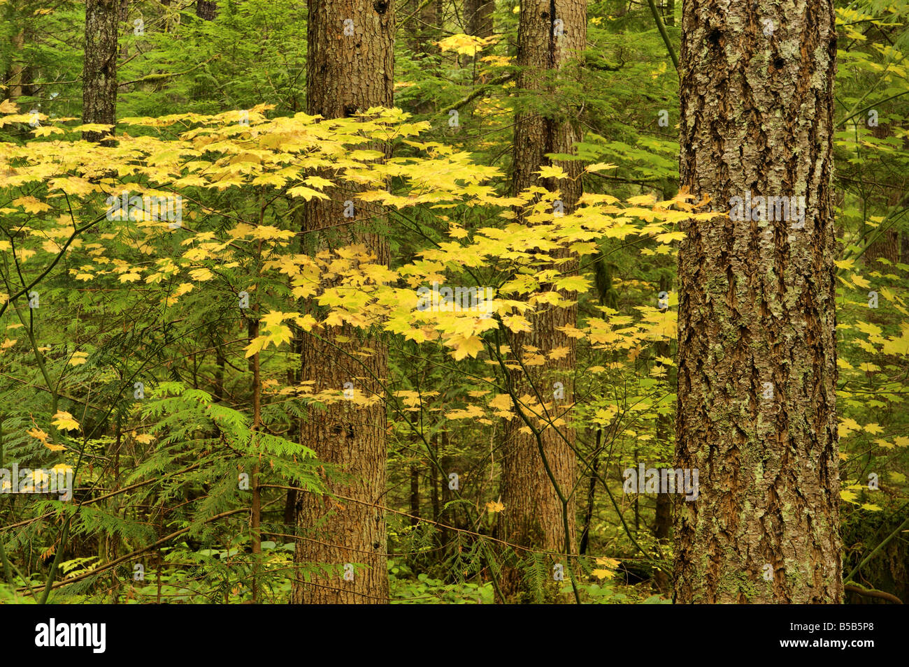 A vine maple turns yellow in a Pacific North West coastal temperate ...