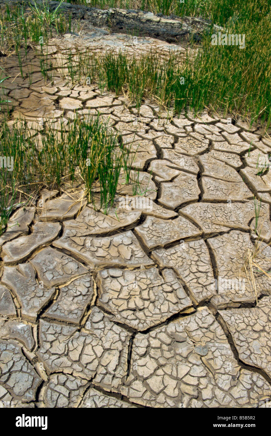 Dry ground near the Pitch Lake Trinidad West Indies Caribbean Central ...
