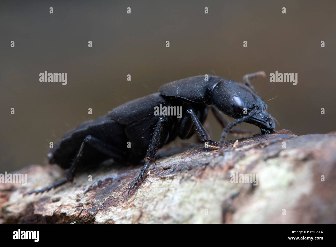 devils coach horse beetle Staphylinidae olens Stock Photo - Alamy