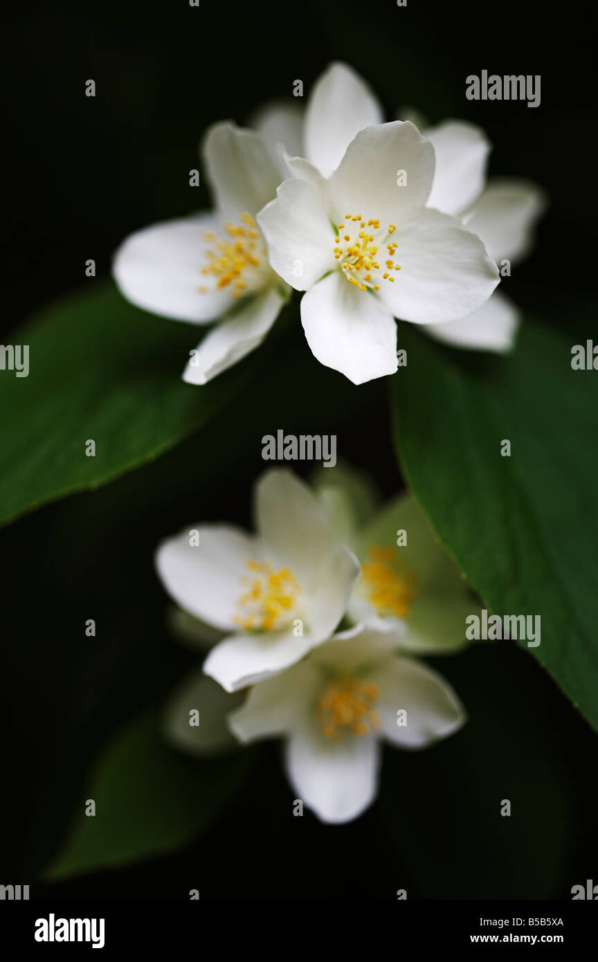 Mock orange philadelphus hi-res stock photography and images - Alamy