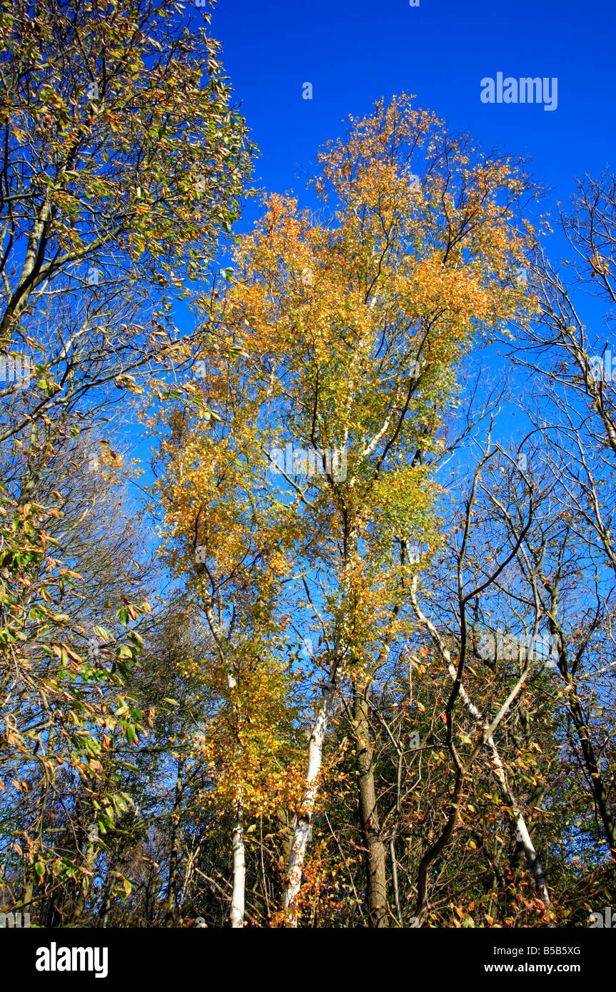 Betula pendula blue sky colour hi-res stock photography and images - Alamy
