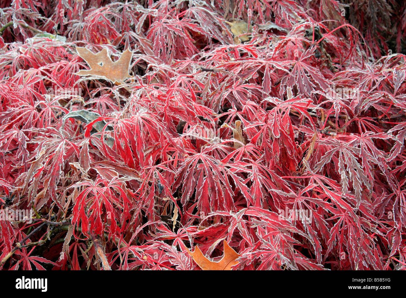 Inaba shidare japanese maple hi-res stock photography and images - Alamy