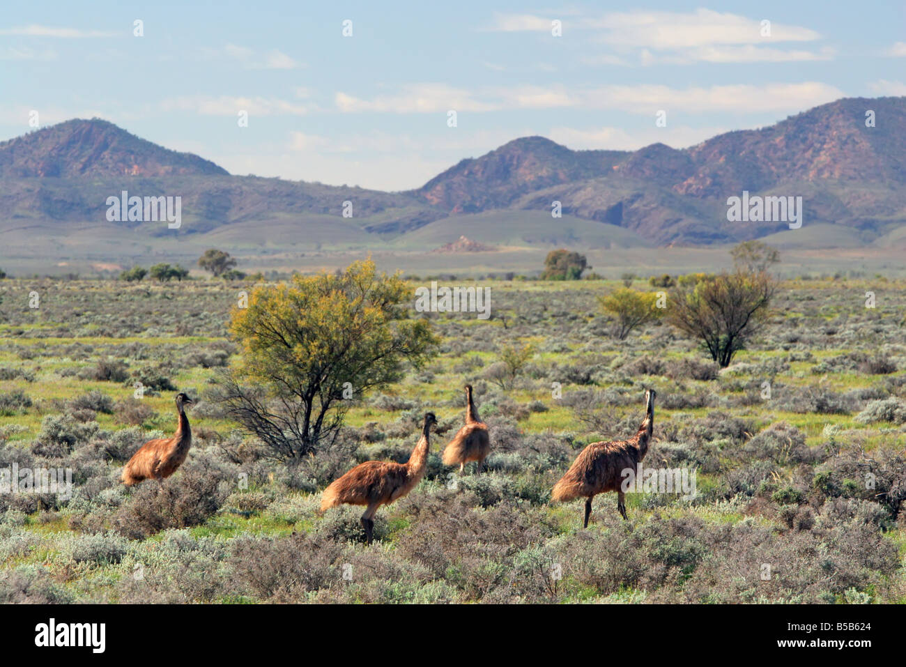 Flinders ranges emu hi-res stock photography and images - Alamy