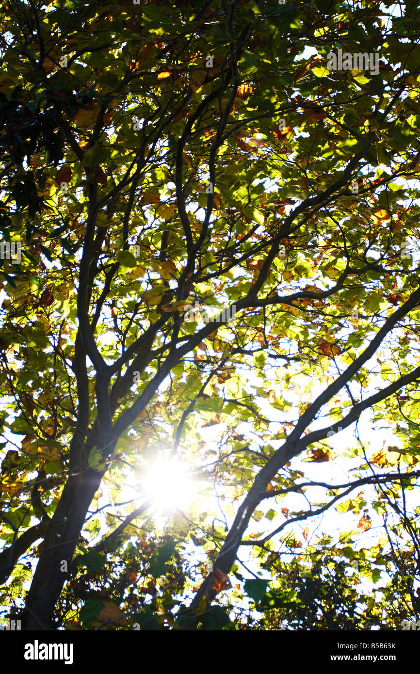 light against tree Stock Photo - Alamy