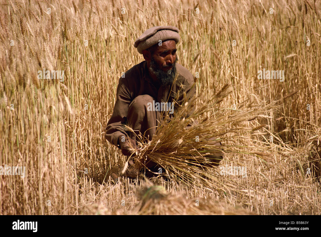 Wheat Harvest Sickle