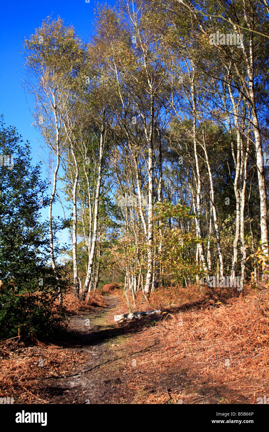 Footpath past silver birch trees in autumn by edge of heathland at ...