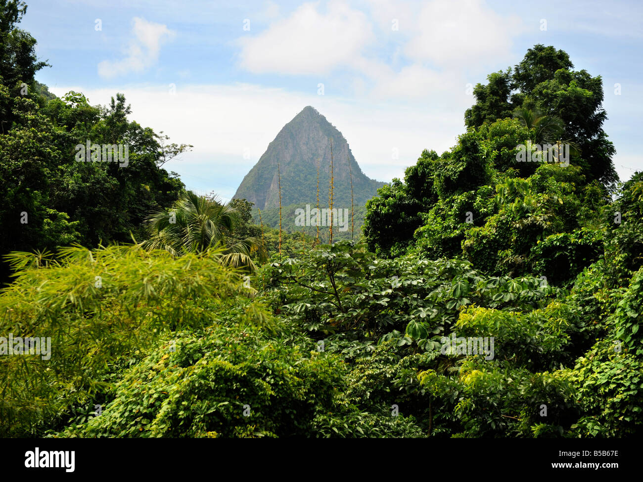 RAINFOREST SURROUNDING THE BOTANIC GARDENS WITH A VIEW OF PETIT PITON ...