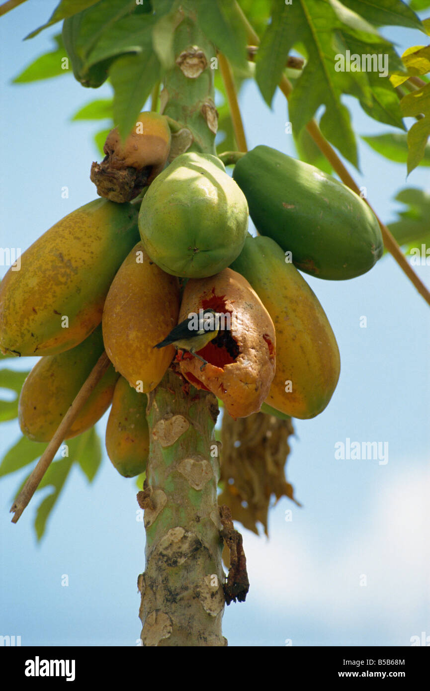 Birds eating papaya hi-res stock photography and images - Alamy