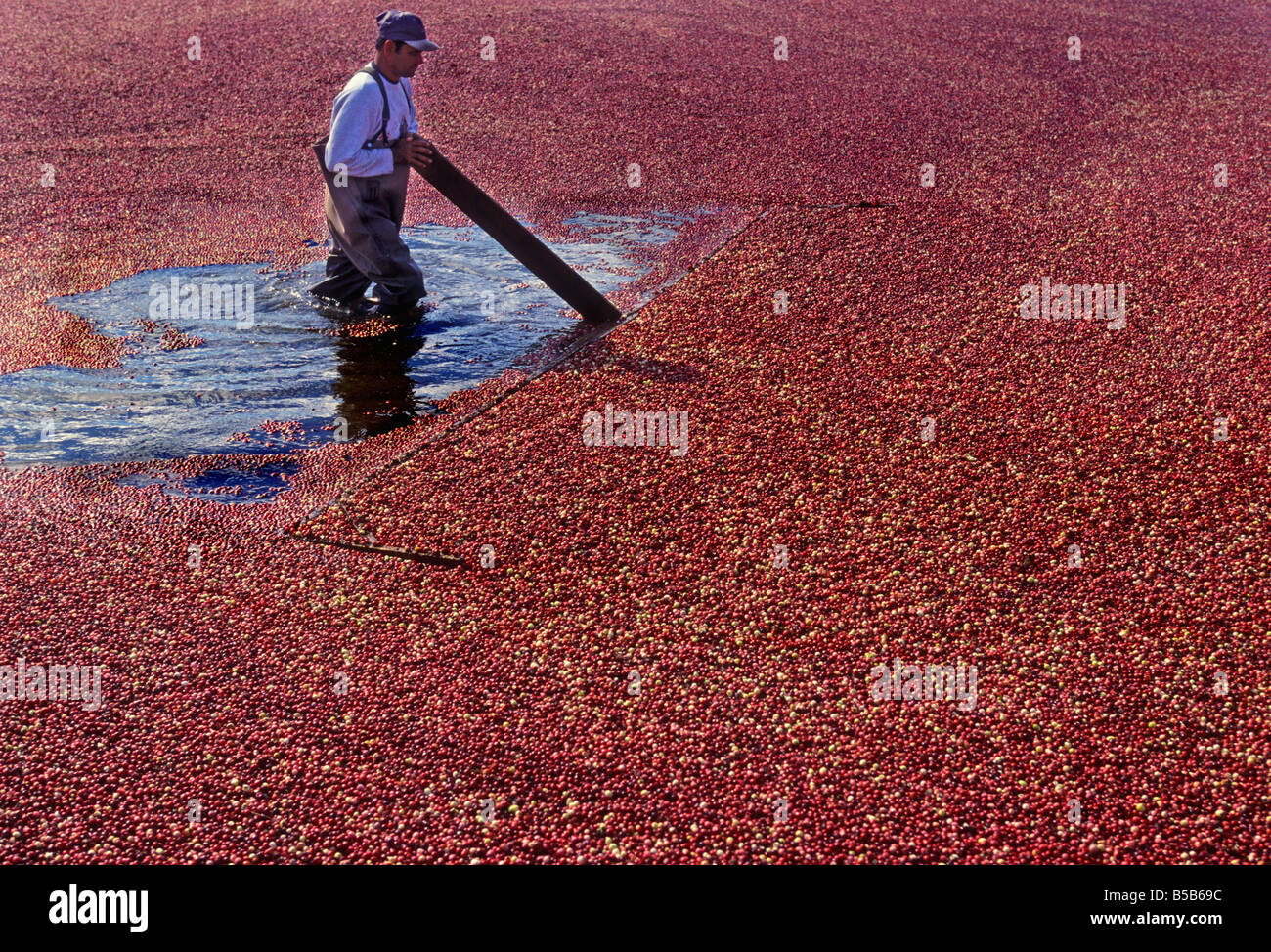 cranberry harvest Pine barrens New Jersey Stock Photo - Alamy