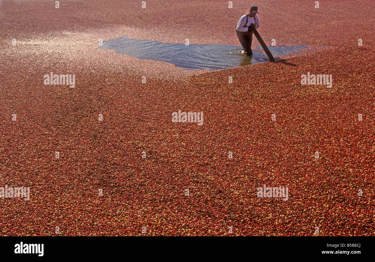 cranberry harvest Pine barrens New Jersey Stock Photo - Alamy