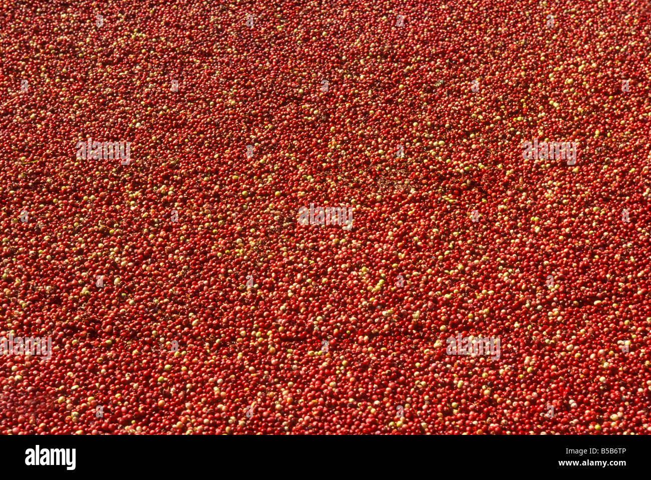 cranberry harvest Pine barrens New Jersey Stock Photo - Alamy