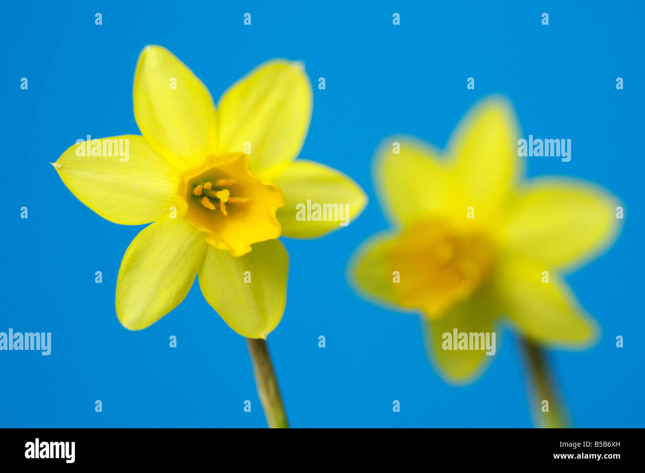 Lent lily tenby daffodil narcissus pseudonarcissus hi-res stock ...