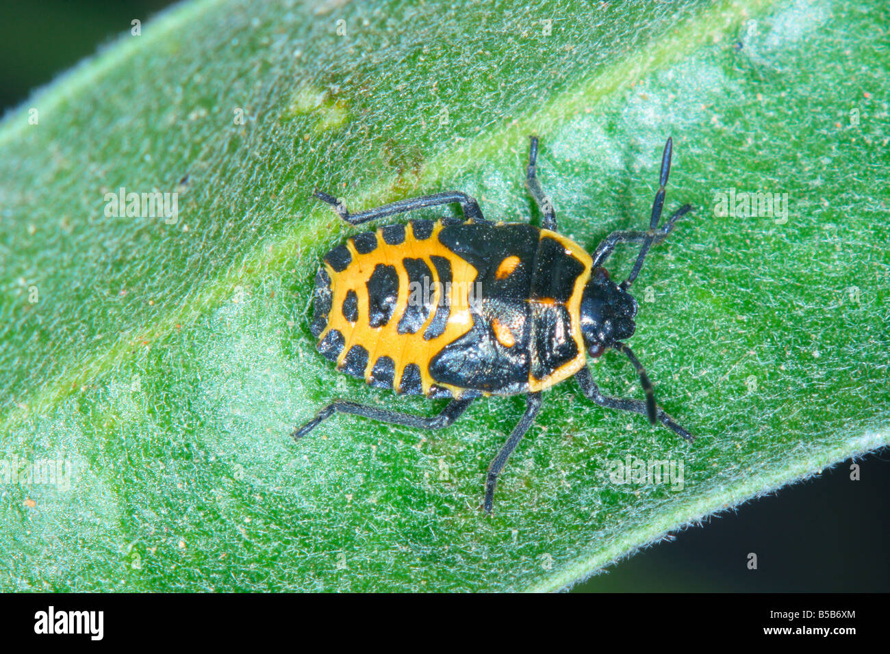 Mediterranean shield bug hi-res stock photography and images - Alamy