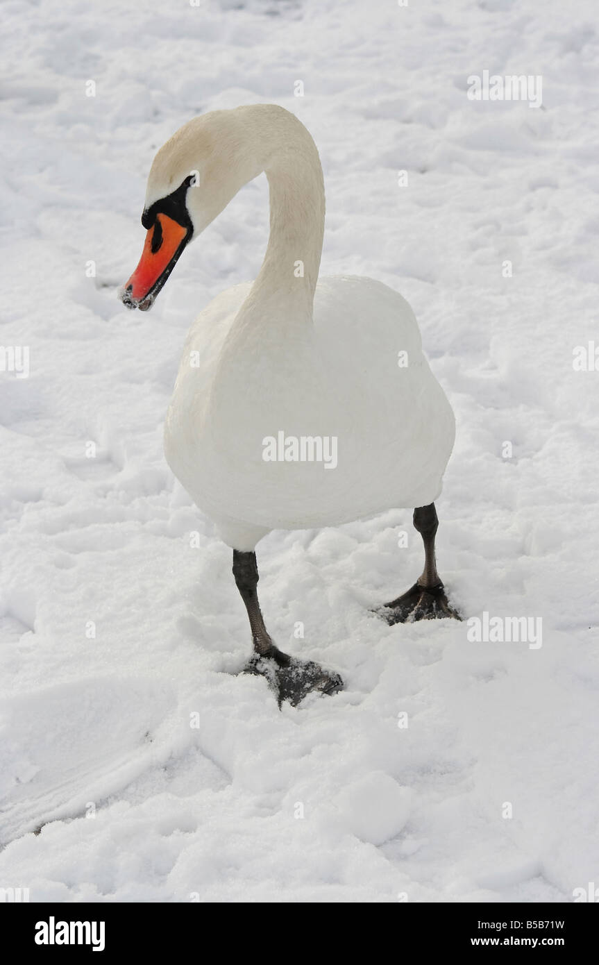 White angelfish hi-res stock photography and images - Alamy