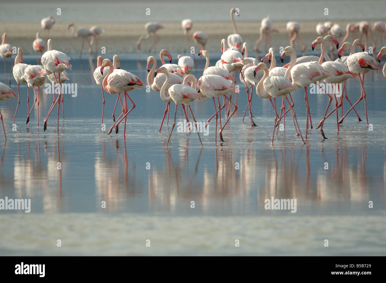 a picture of a several flamingos Stock Photo - Alamy