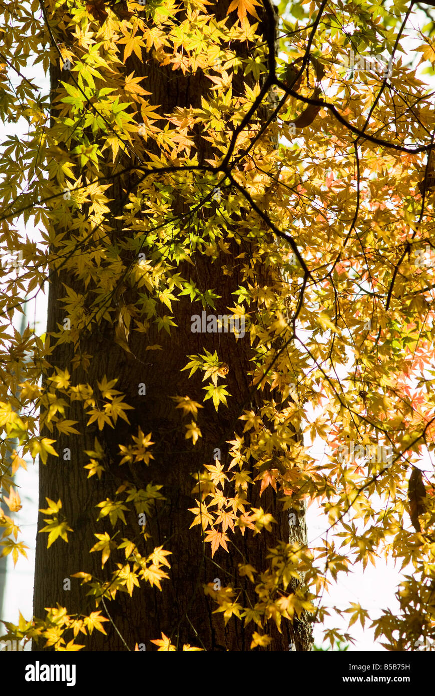 Japan Tokyo Foliage yellow vertical tree Stock Photo - Alamy
