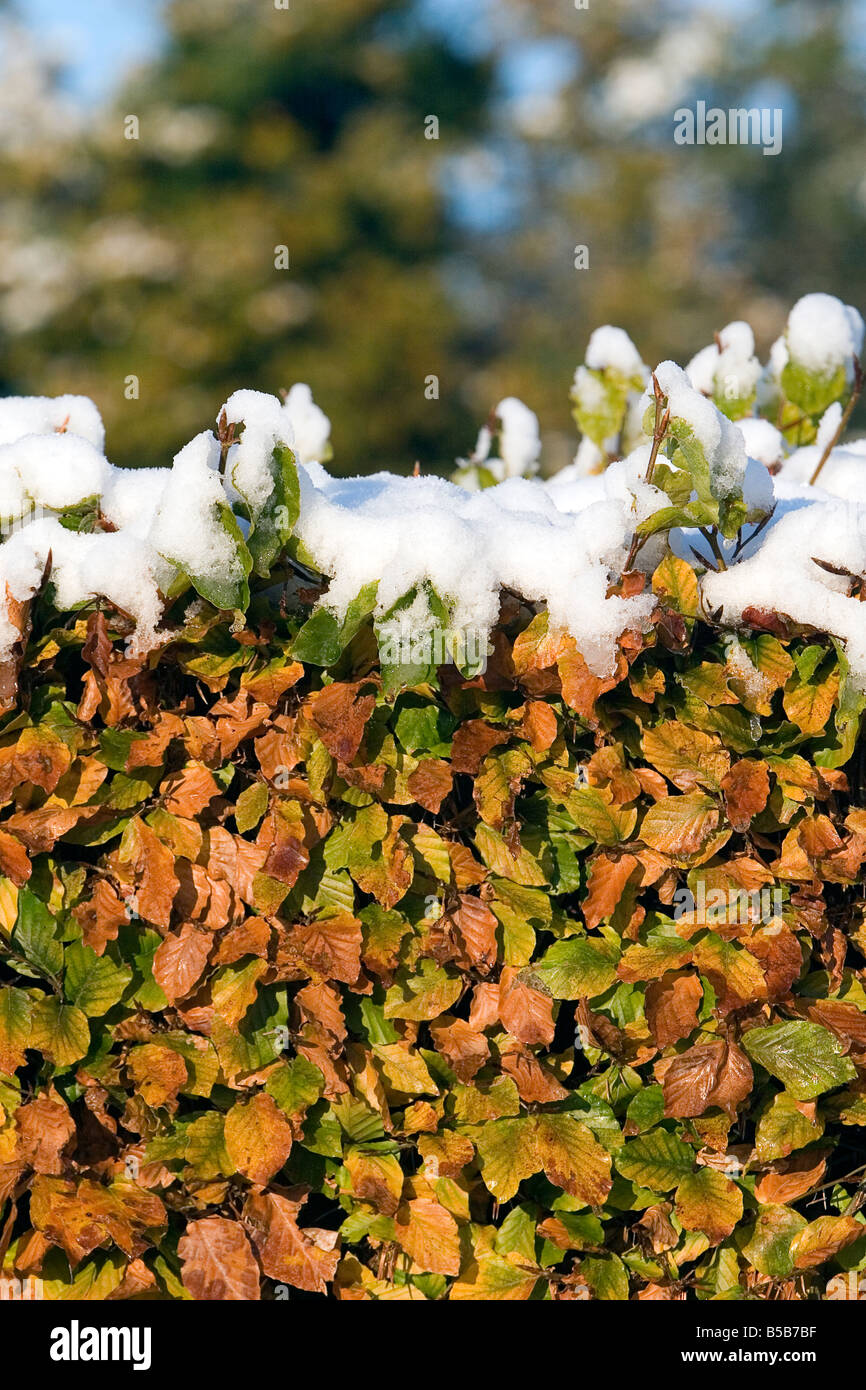 Snow on a hedge hi-res stock photography and images - Alamy
