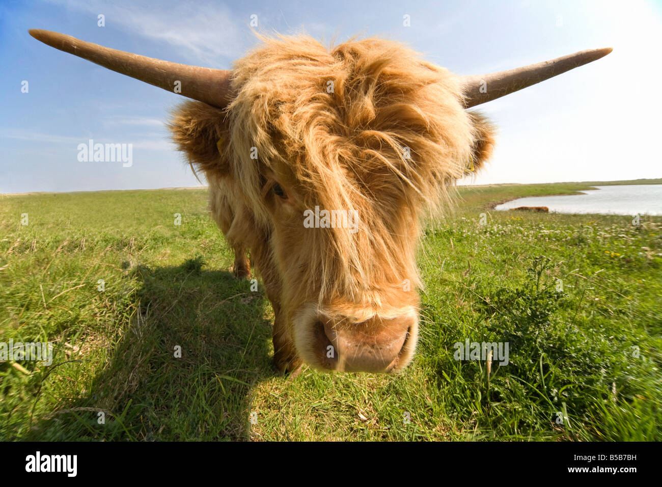 Highland Cow, North Yorkshire, England Stock Photo - Alamy