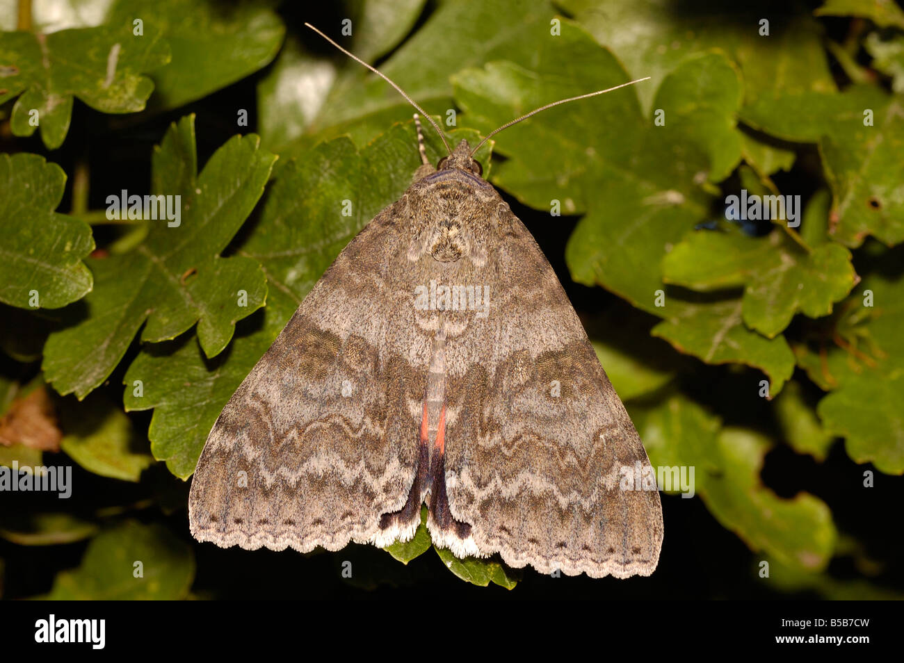 Red underwing moth Stock Photo - Alamy