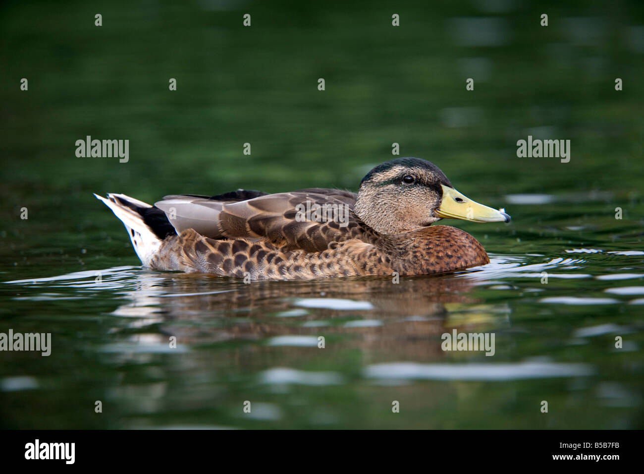 Eclipse plummage hi-res stock photography and images - Alamy