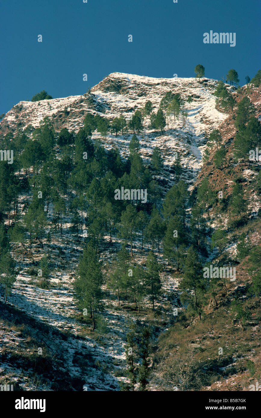 Pakistan swat trees hi-res stock photography and images - Alamy