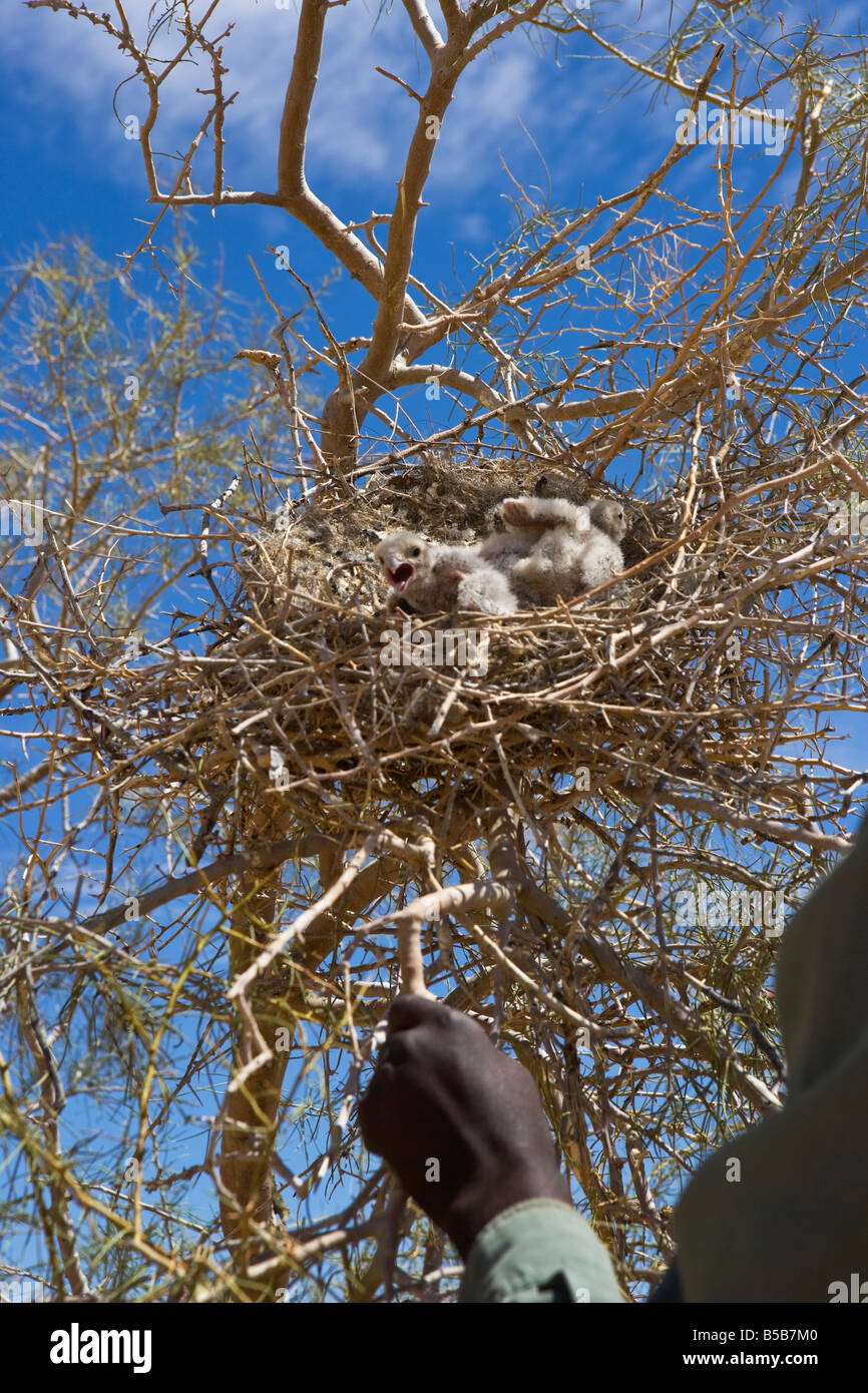 goshawk baby chick small young nest bird wild prey Stock Photo - Alamy