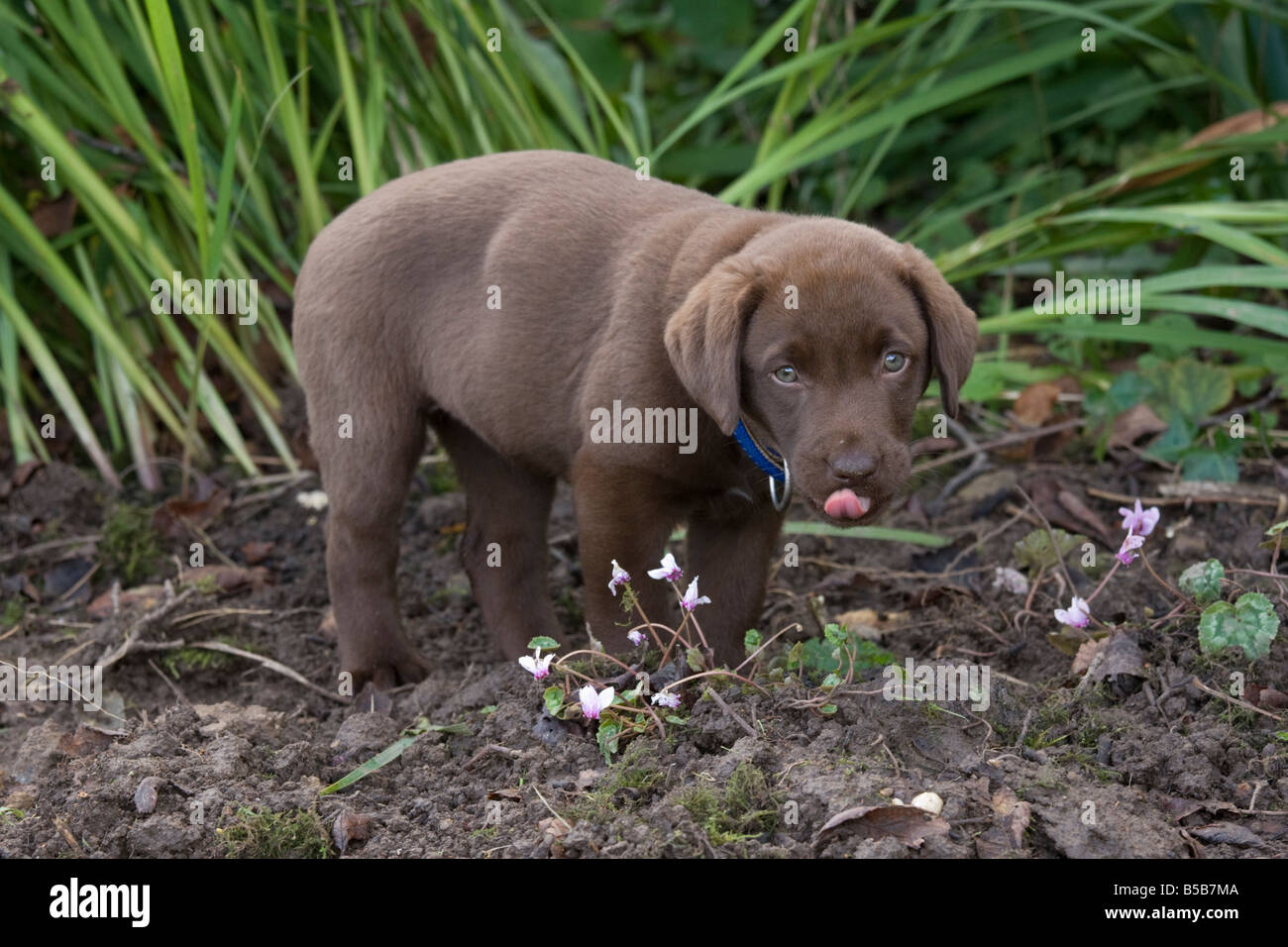 Young chocolate coloured labrador puppy Bewdley Worcs UK Stock Photo ...