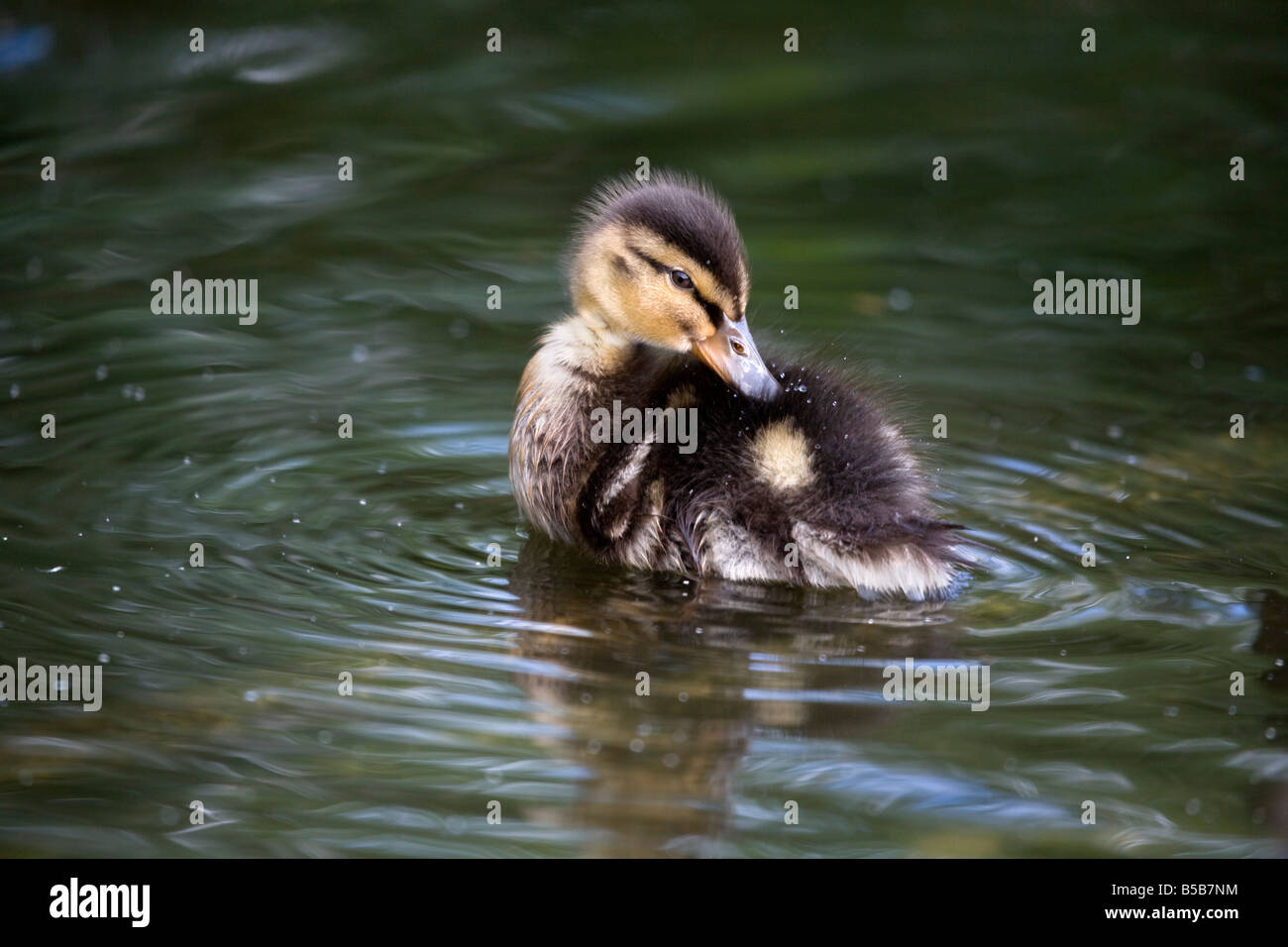 mallard duckling Anas platyrhynchos preening Stock Photo - Alamy
