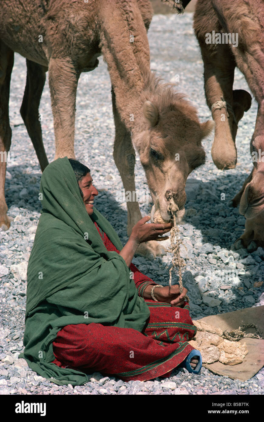 A smiling Baluchi nomad woman feeding a camel in the Bolan Pass area of ...
