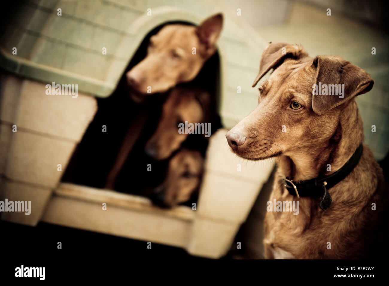 Four dogs from a rescue center, three of them are together in a small ...