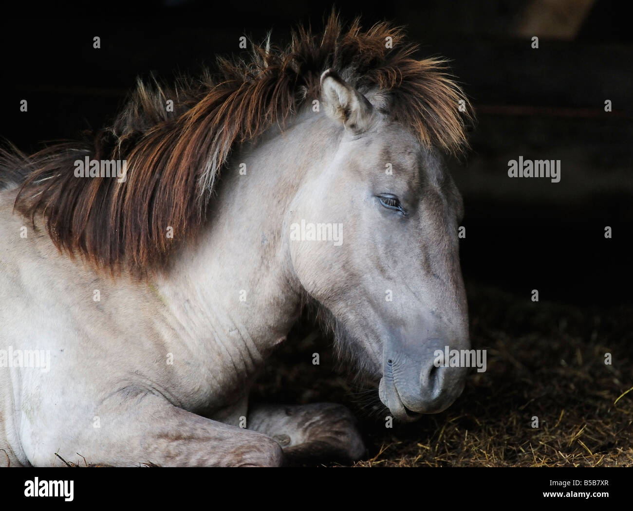 Portrait of a rare Tarpan Horse Stock Photo - Alamy