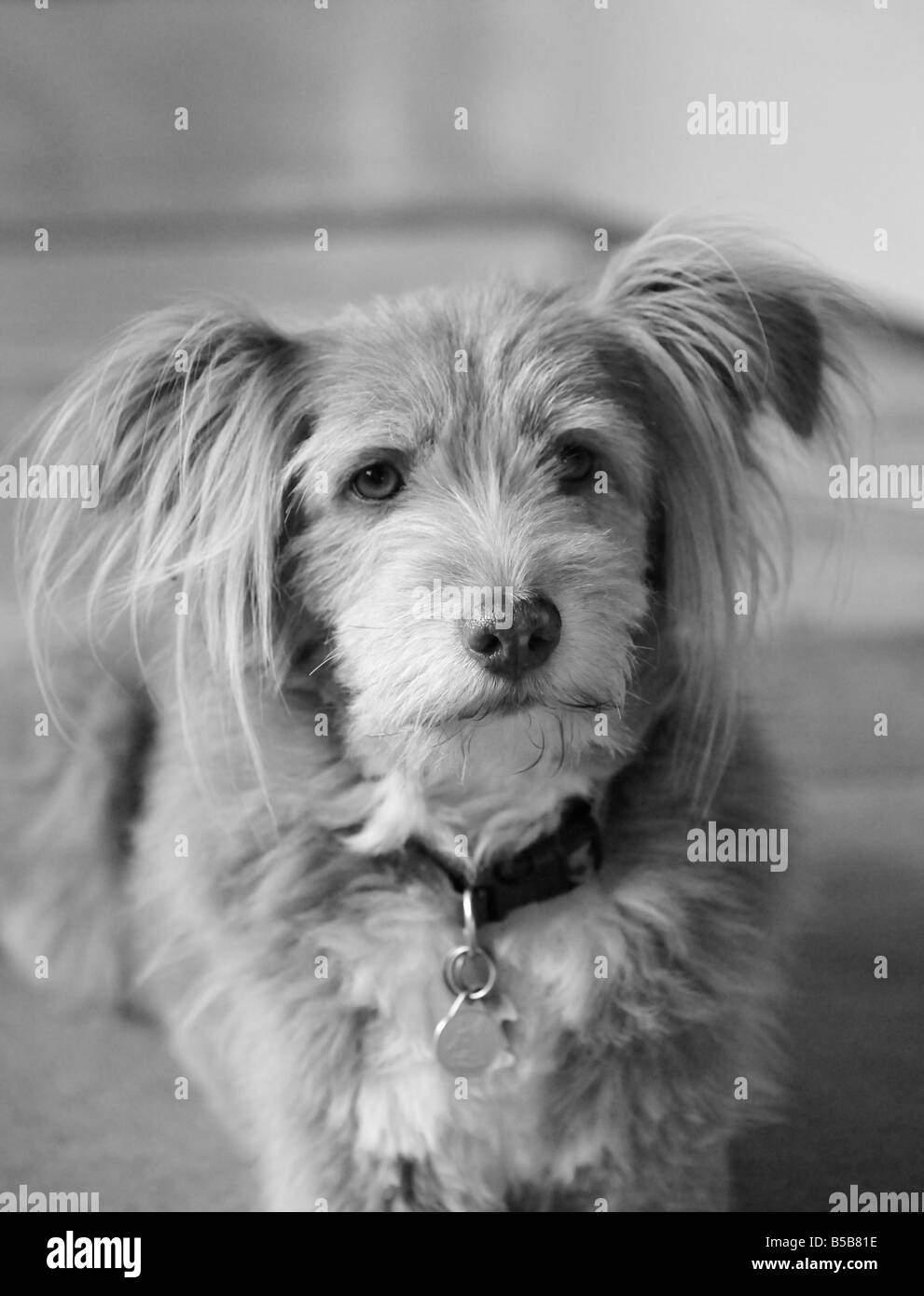 Cute, fluffy, unusual k9 dog in relaxed pose with adorable fluffy ears ...