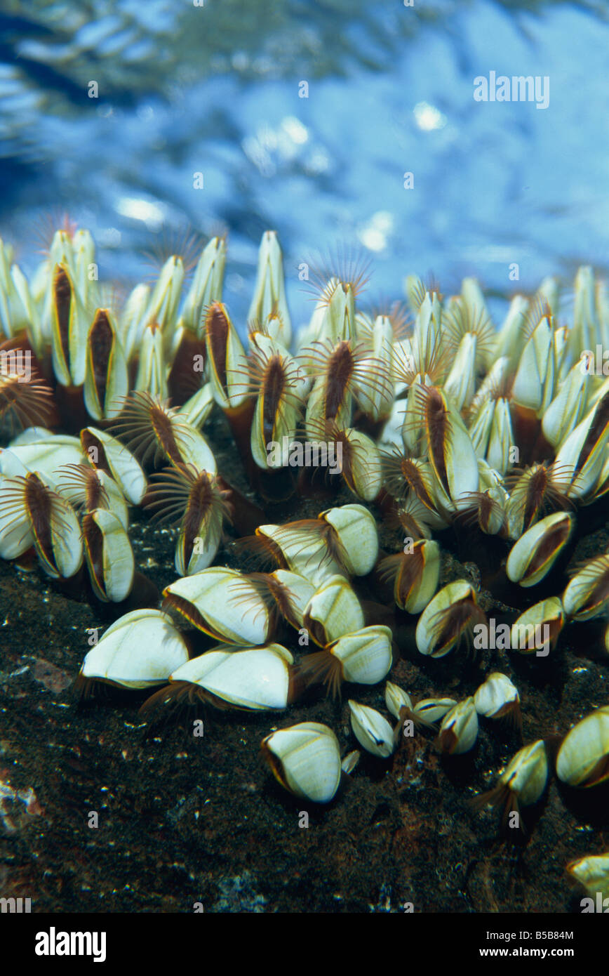 Barnacles hi-res stock photography and images - Alamy