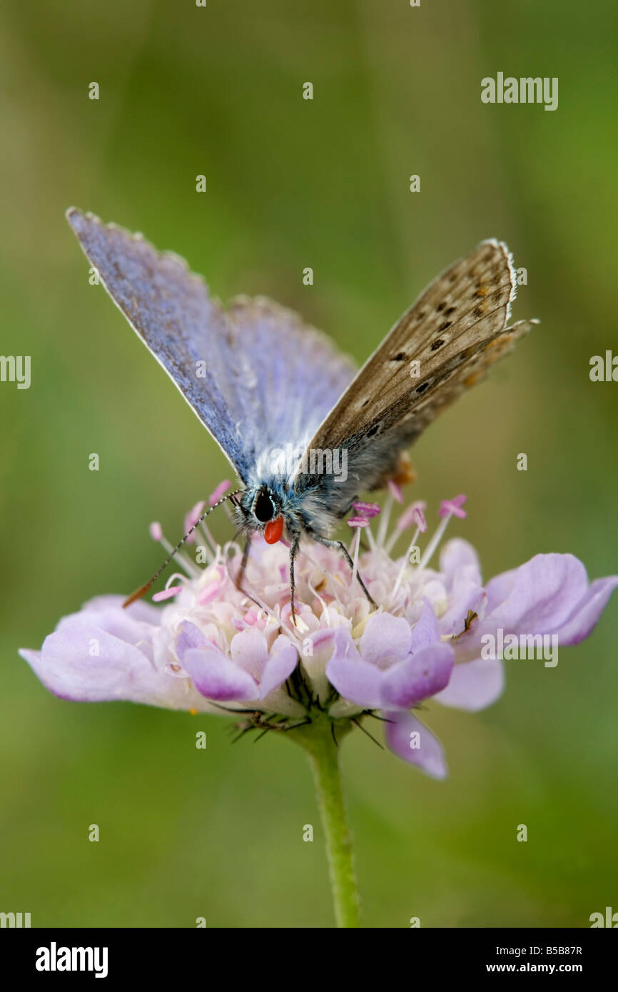 chalkhill blue butterfly Cupido minimus on flower Stock Photo - Alamy