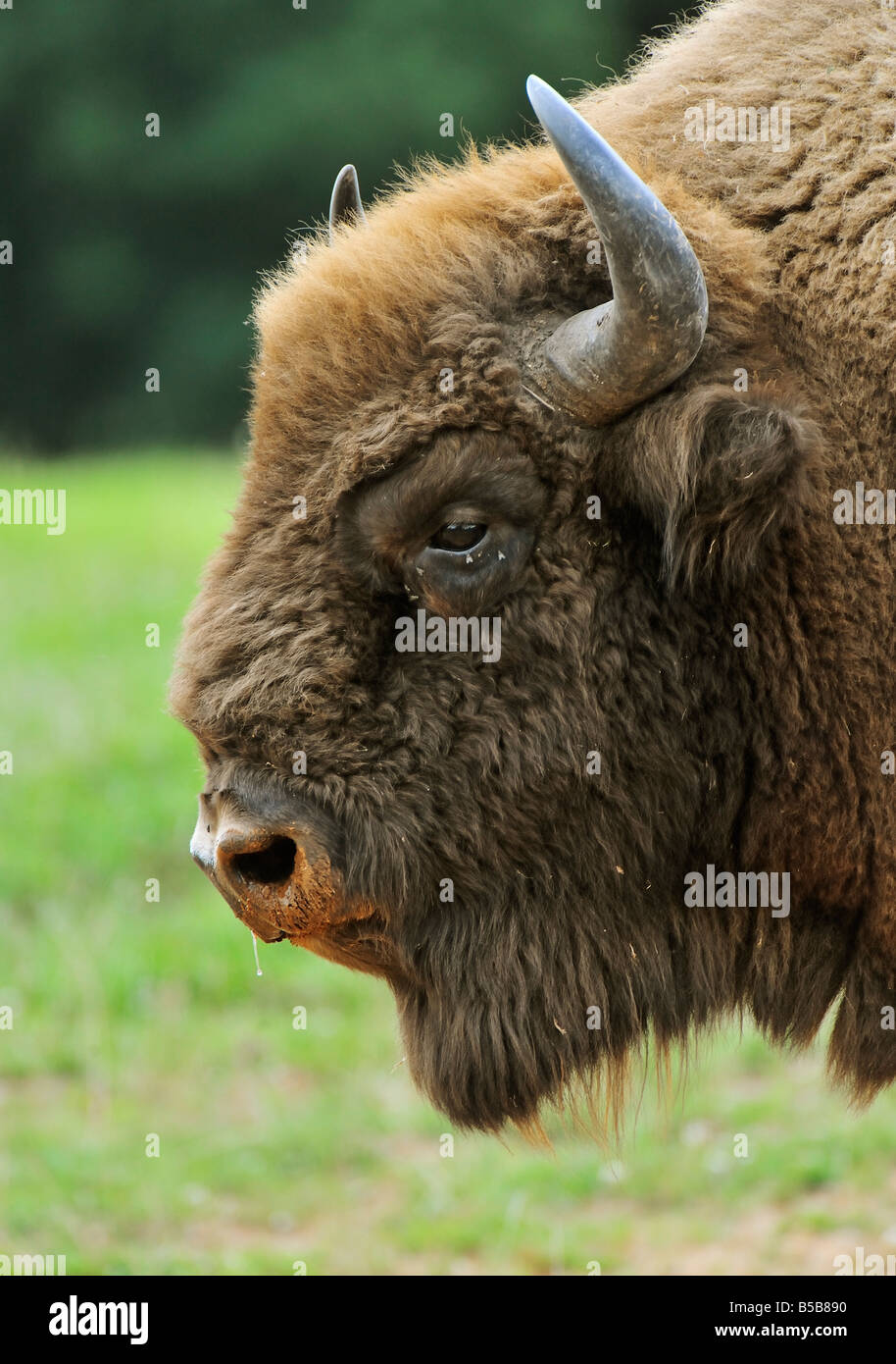 Wisent bison caucasus hi-res stock photography and images - Alamy