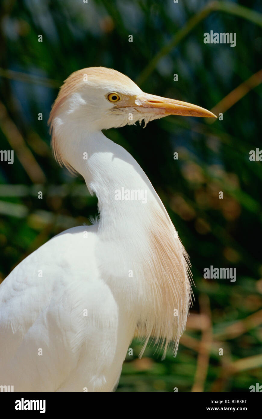 White Ibis bird Titlkaka wildlife near a floating Island Lake Titikaka ...