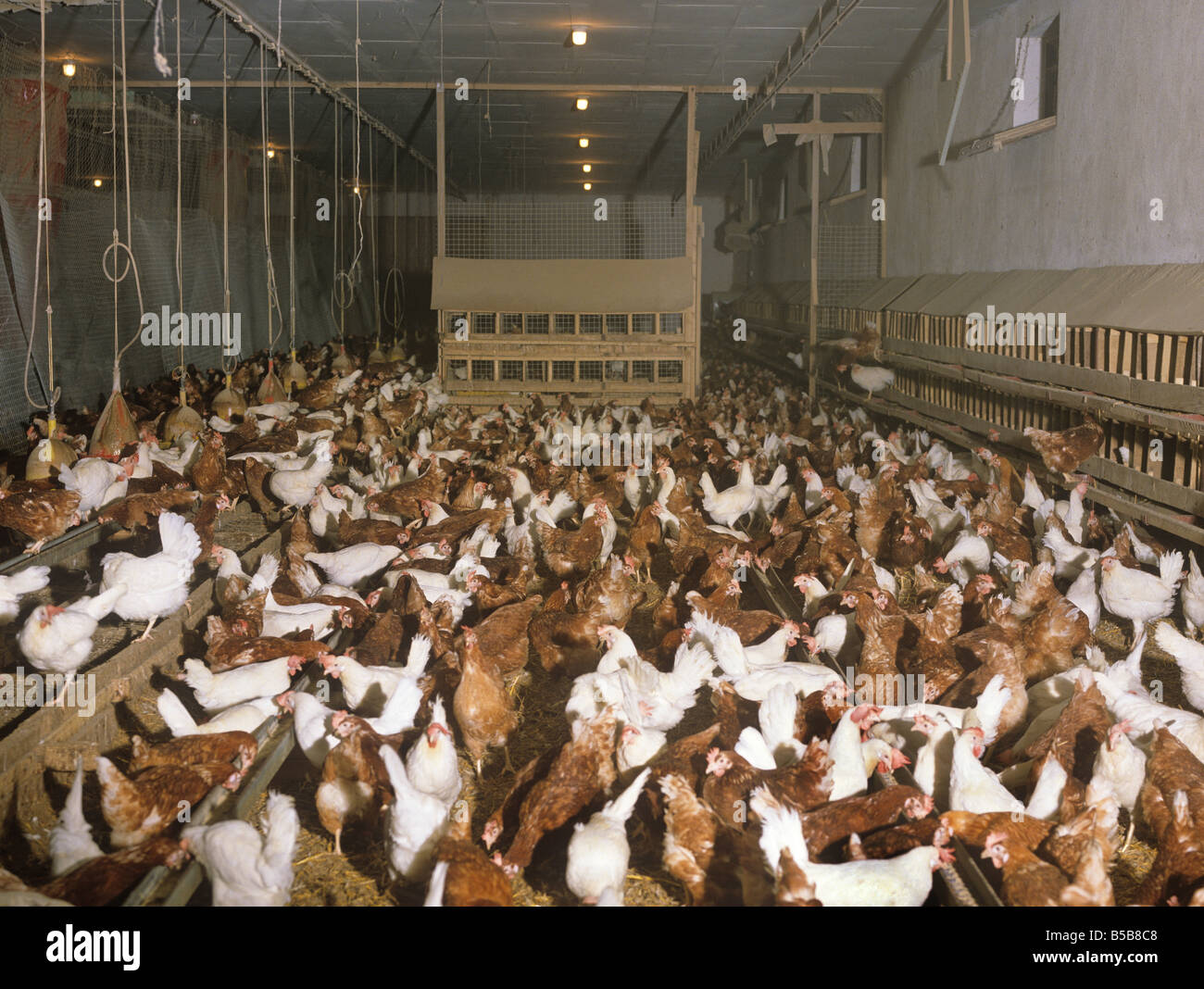 Large scale farming hi-res stock photography and images - Alamy