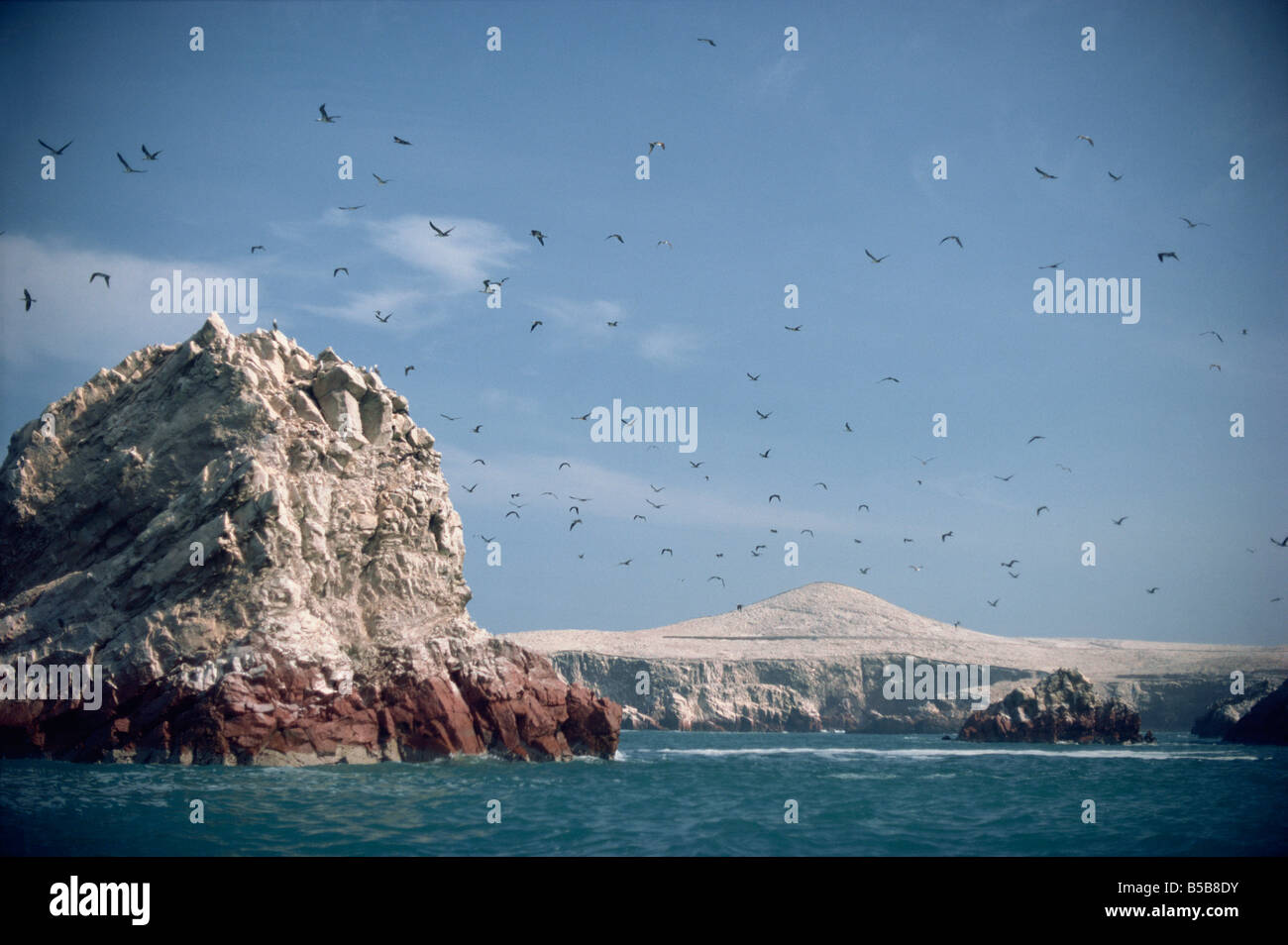 Birds of peru hi-res stock photography and images - Alamy