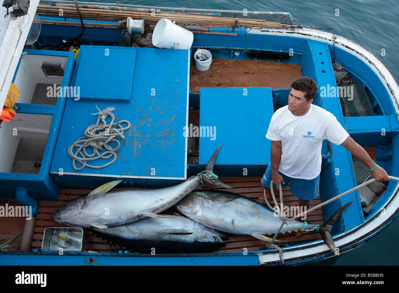 Yellow fin tuna fish on the deck of a boat arriving at Playa San Juan ...