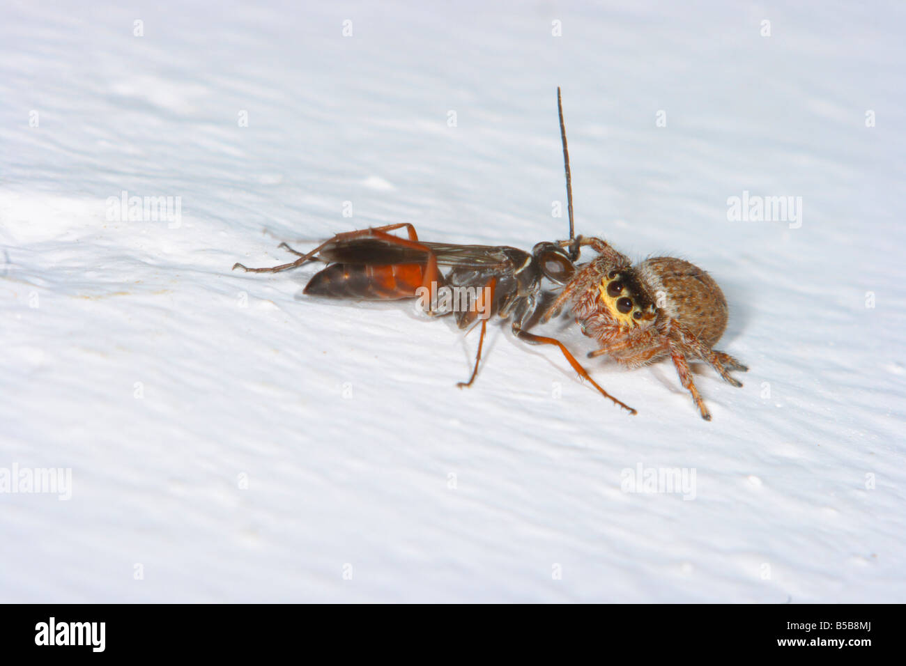 Spider-hunting Wasp (Pepsis sp.) catching a Jumping Spider ( Salticidae ...