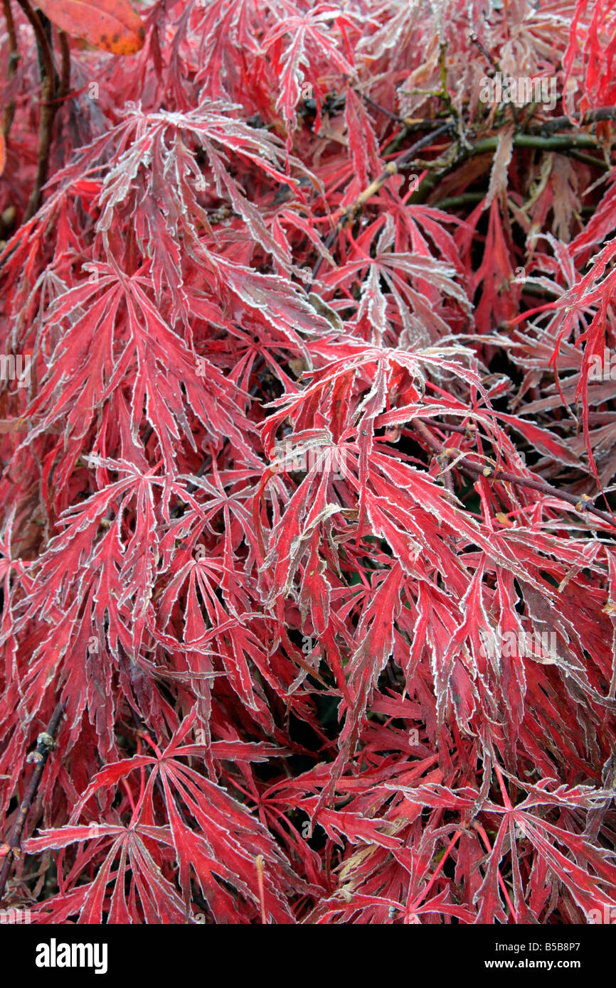 Inaba shidare japanese maple hi-res stock photography and images - Alamy