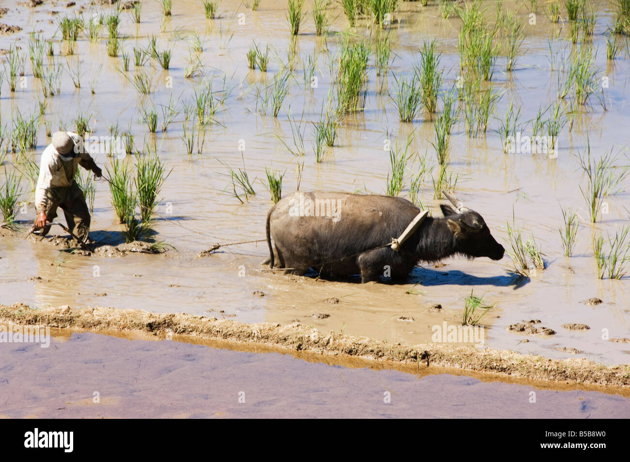 Water buffalo ploughing rice field, Sagada Town, The Cordillera ...