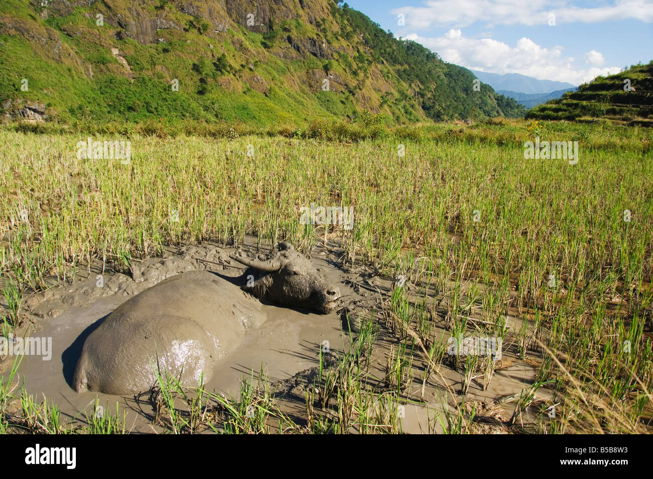Water buffalo in mud pool in rice field, Sagada Town, The Cordillera ...