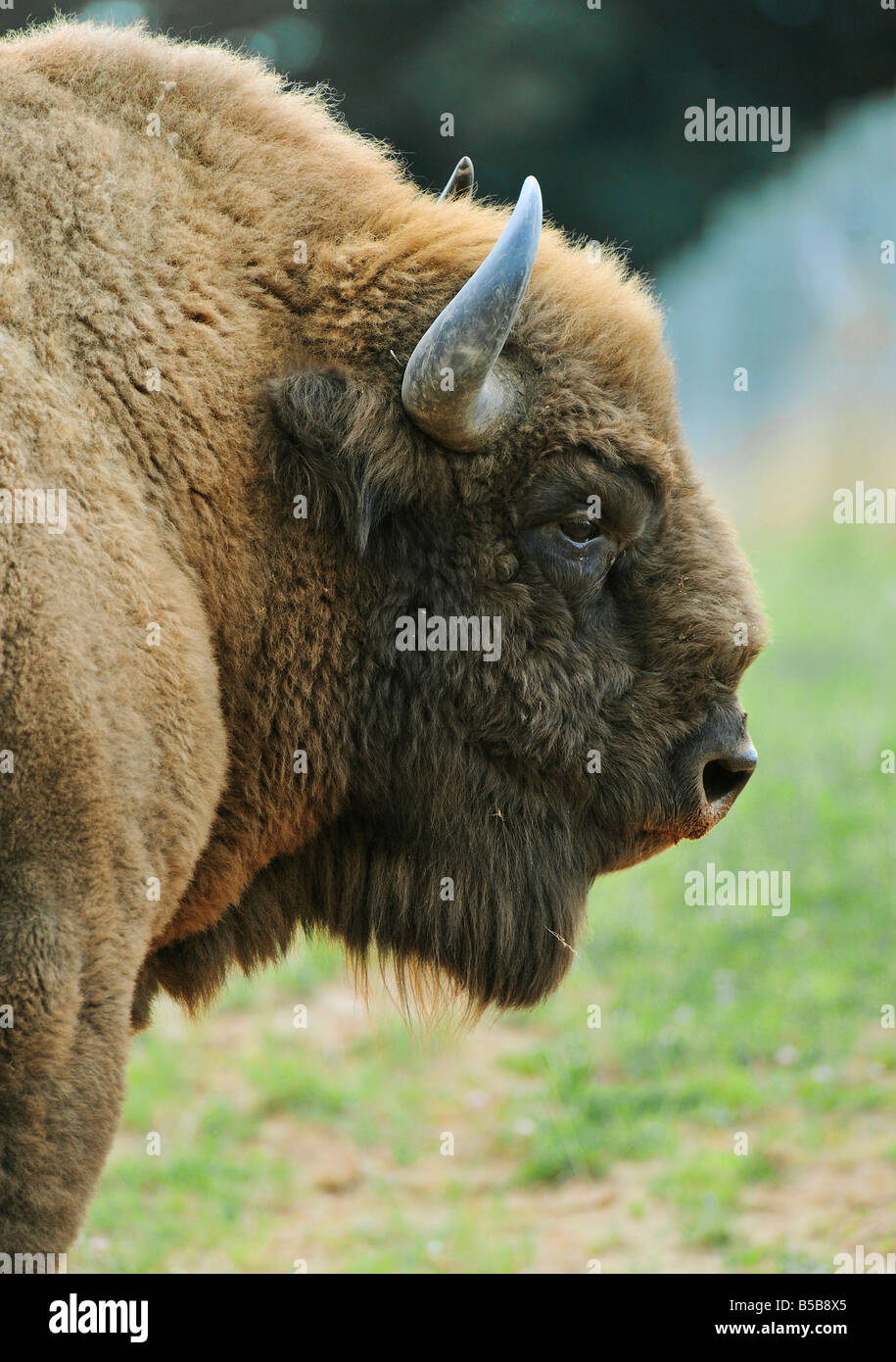 Buffalo portrait hi-res stock photography and images - Alamy