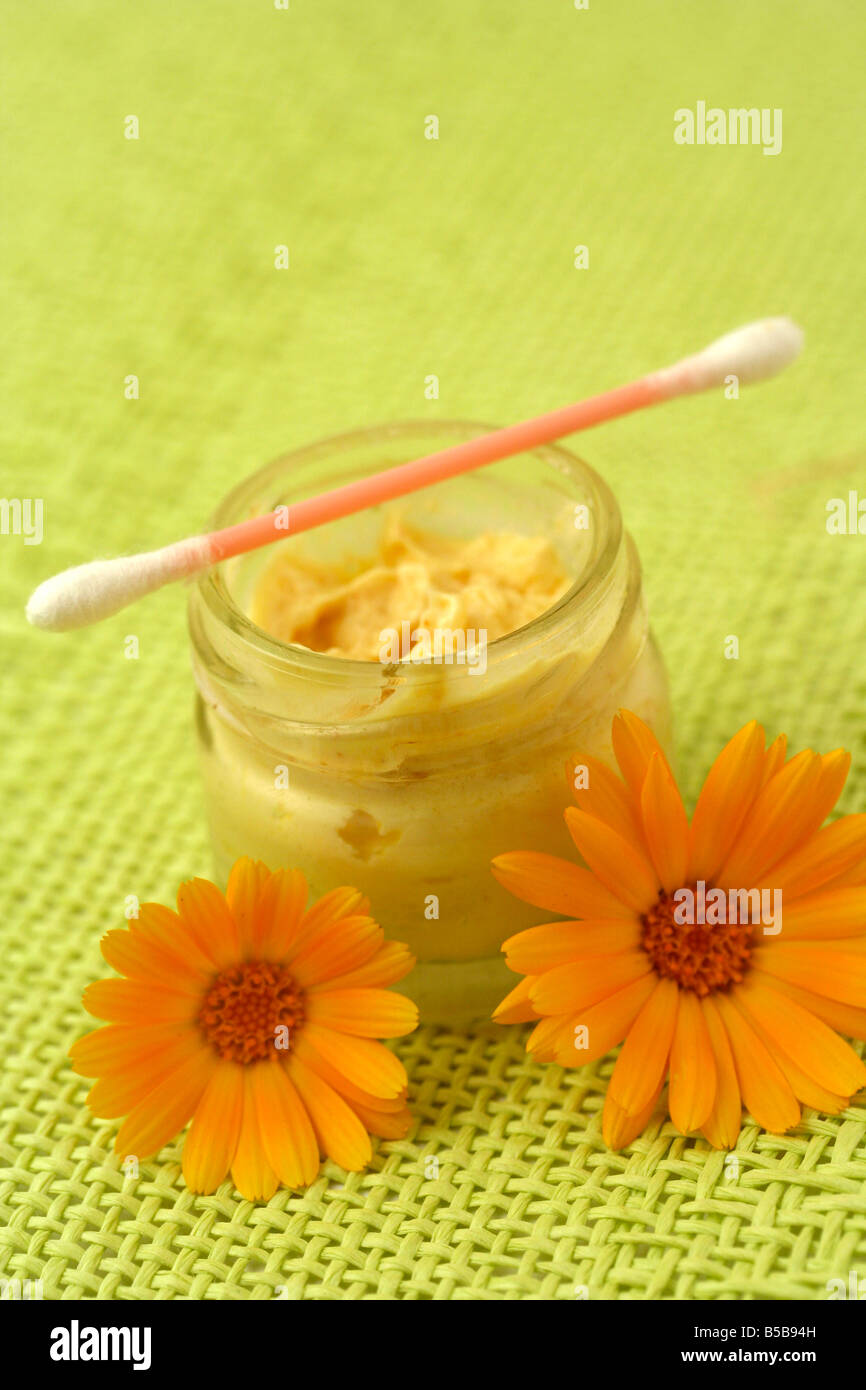 Marigolds cream. Calendula officinalis Stock Photo - Alamy