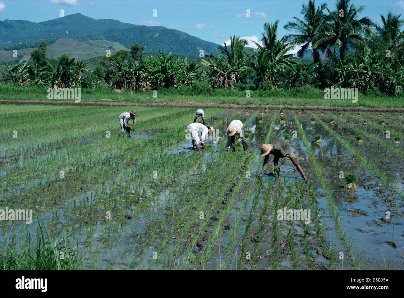 Men in fields planting rice in north Luzon, Philippines Stock Photo - Alamy
