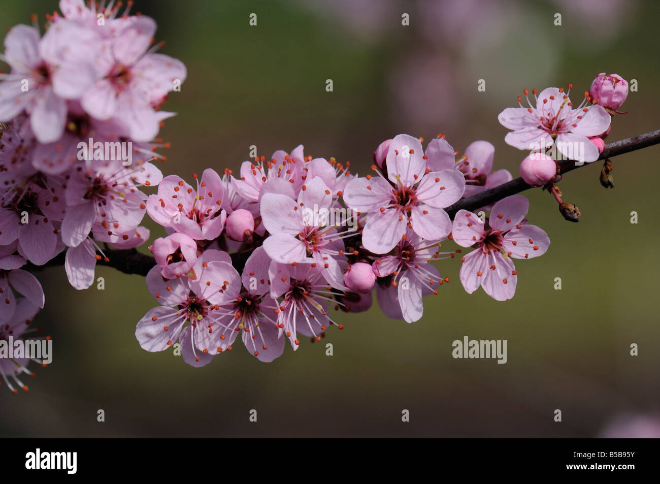 Blackthorn, Sloe (Prunus spinosa Rosea), flowering tree Stock Photo - Alamy