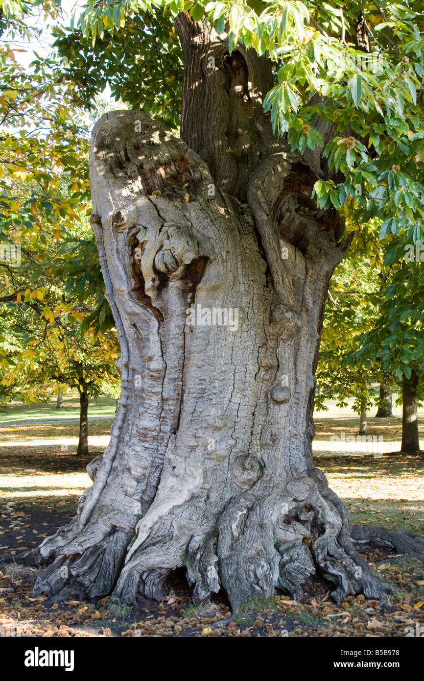 greenwich park ancient trees london england uk gb Stock Photo - Alamy