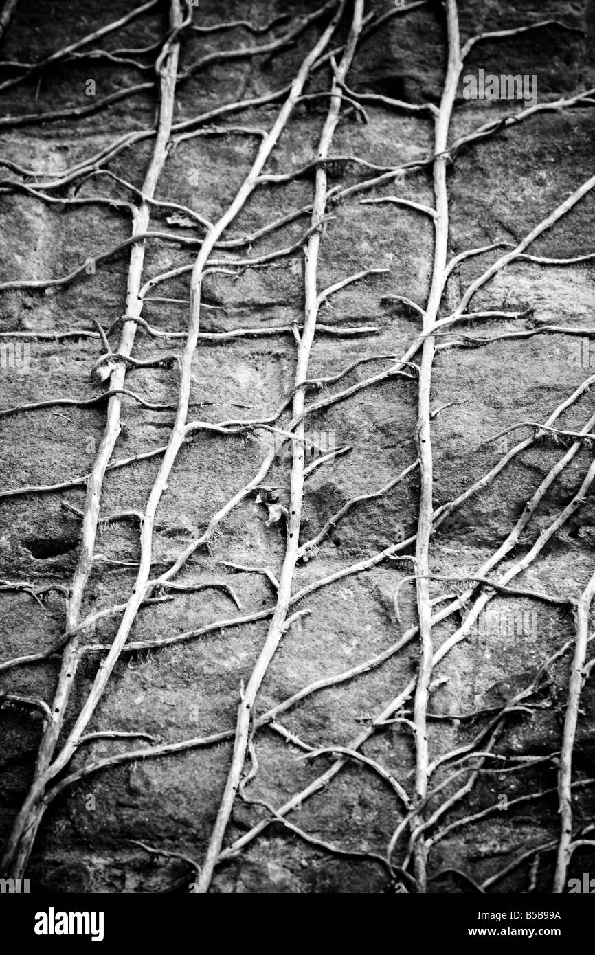 Crawling vines Black and White Stock Photos & Images - Alamy